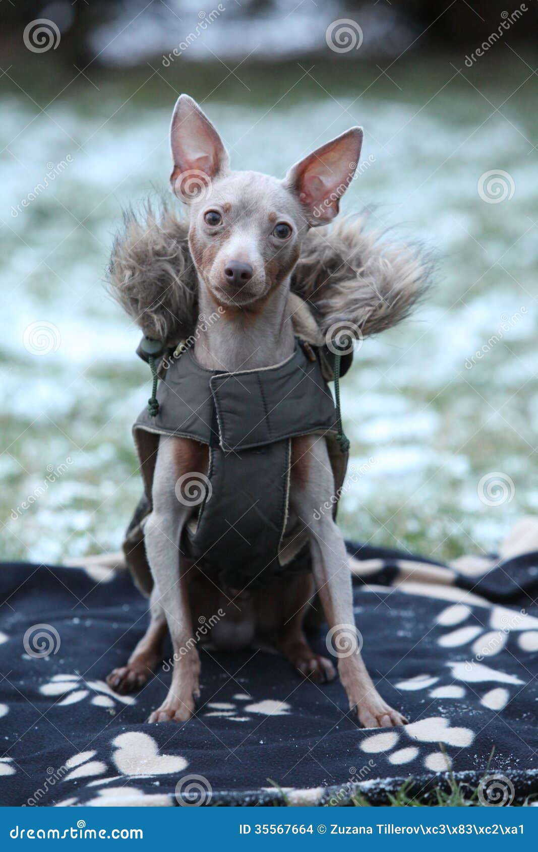 Nice Prague Ratter with Dog Clothes in Winter Stock Photo - Image of ...