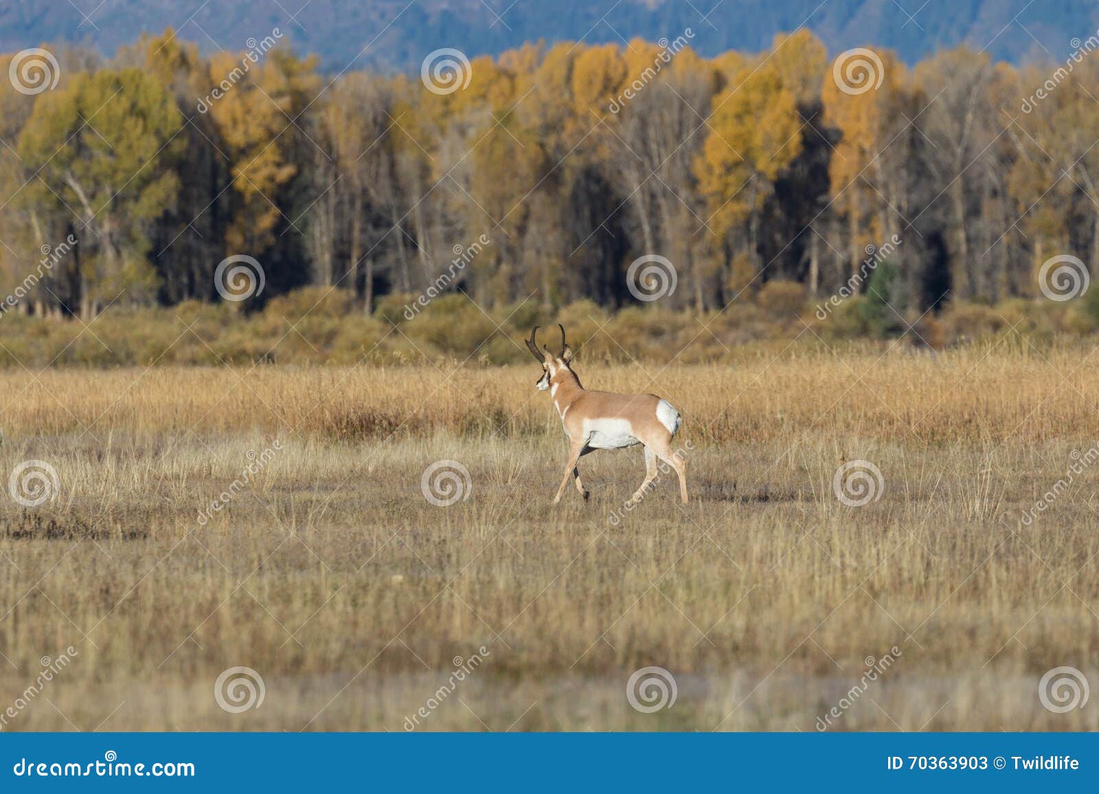 Nice Pronghorn Antelope Buck Stock Image - Image of grassland, fall ...