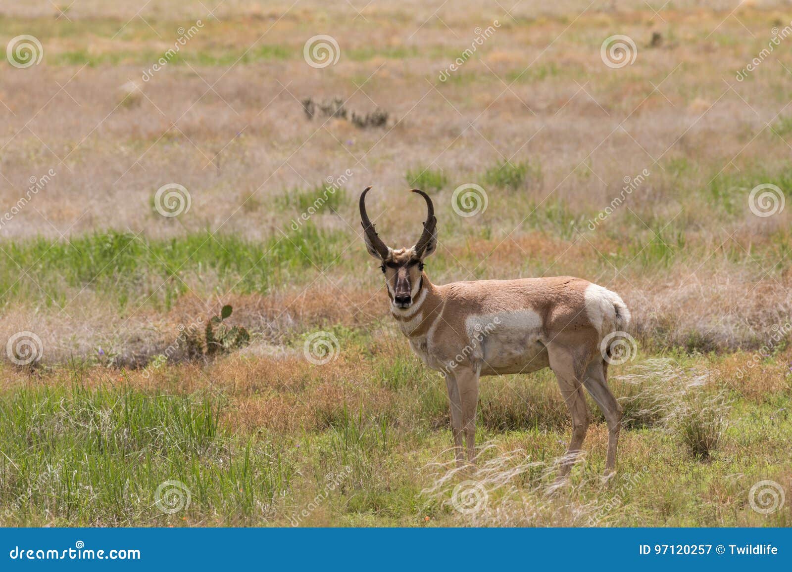 Nice Pronghorn Antelope Buck Stock Image - Image of nature, animal ...