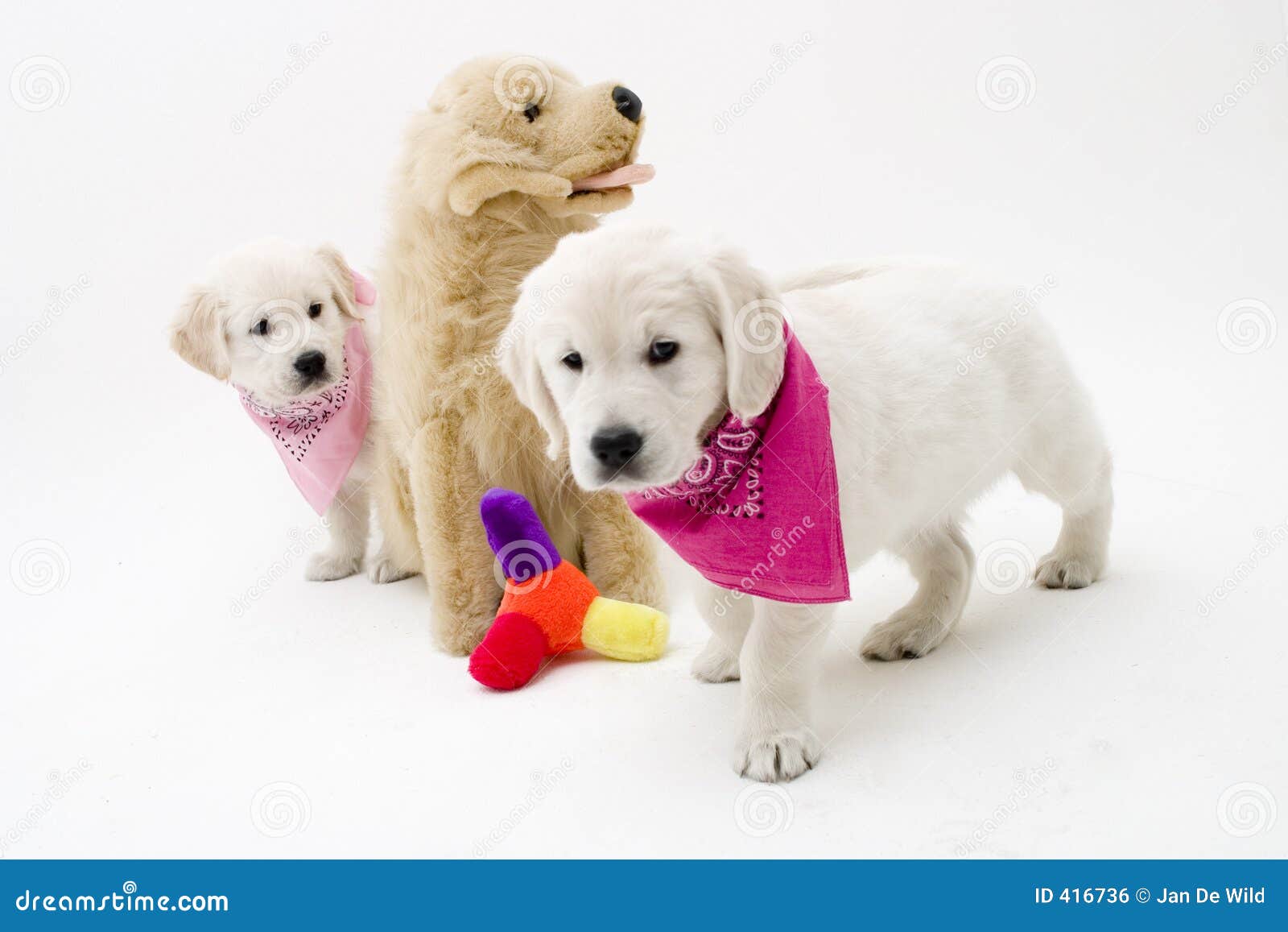 Nice puppies stock photo. Image of playtime, furry, labrador - 416736