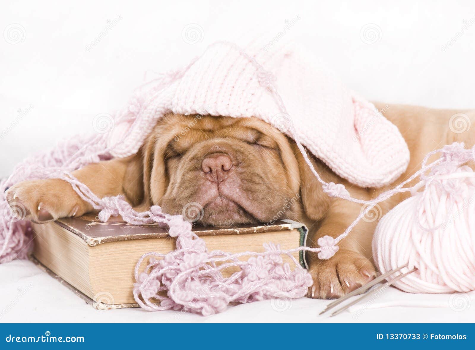 Nice Puppy stock image. Image of cute, mastiff, friend - 13370733