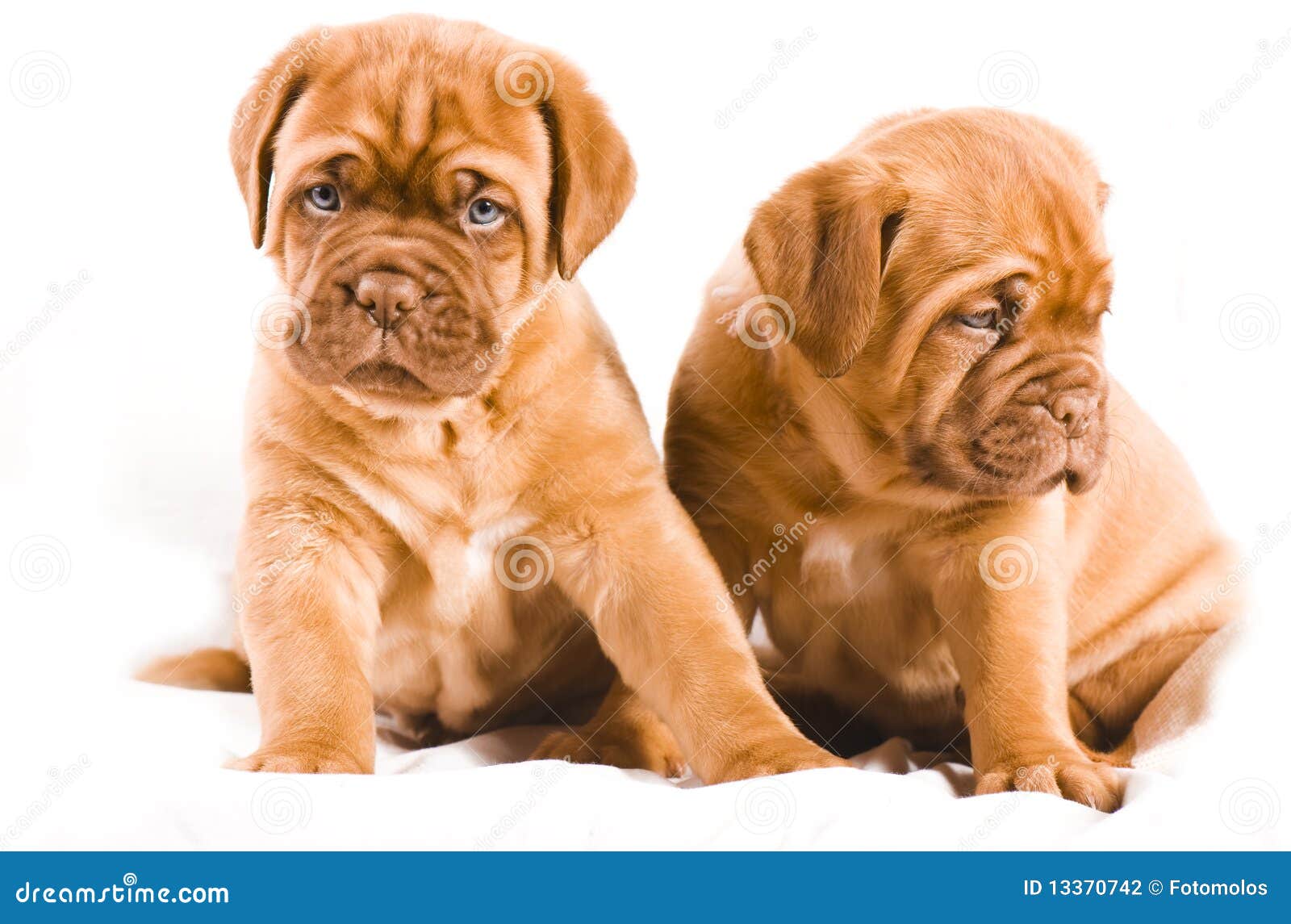 Nice Puppy stock photo. Image of molosse, loyal, infant - 13370742