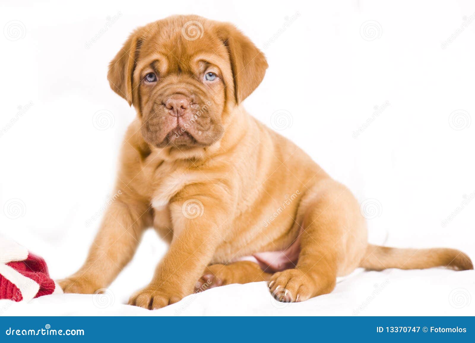 Nice Puppy stock image. Image of baby, belt, dogue, friend - 13370747