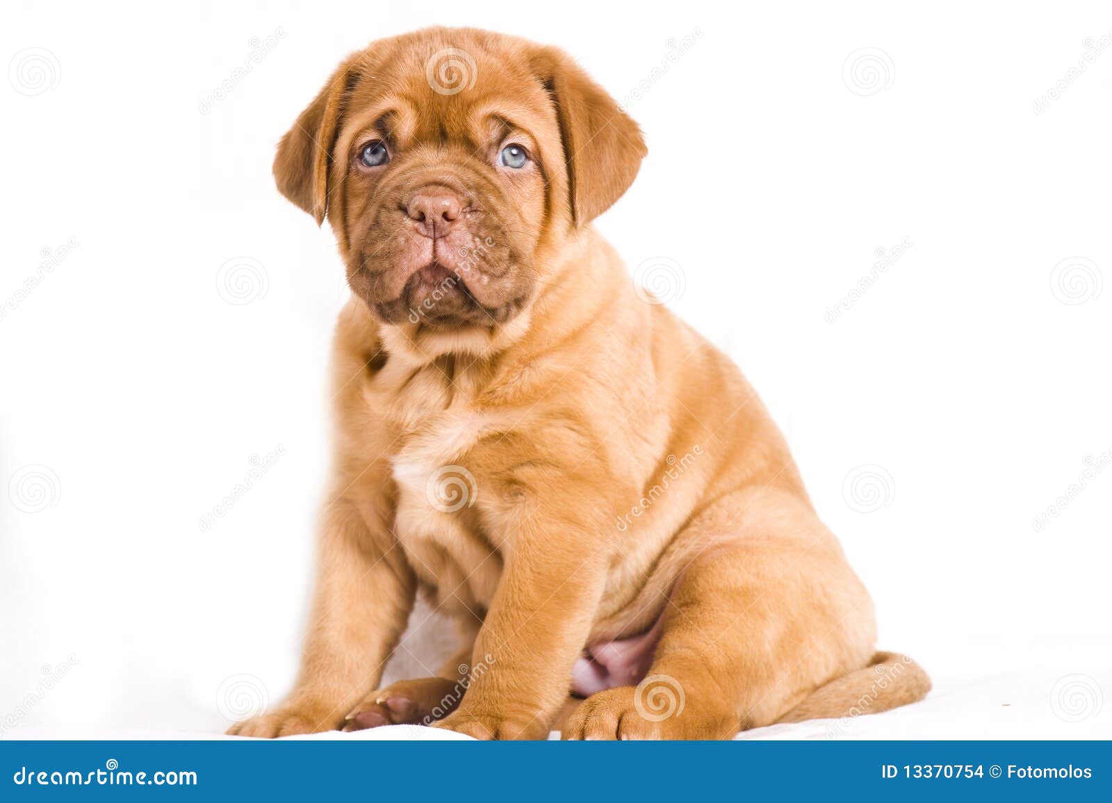 Nice Puppy stock photo. Image of cute, evening, isolated - 13370754