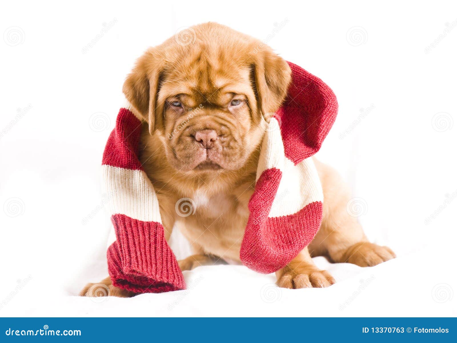 Nice Puppy stock image. Image of bordeaux, love, loyalty - 13370763