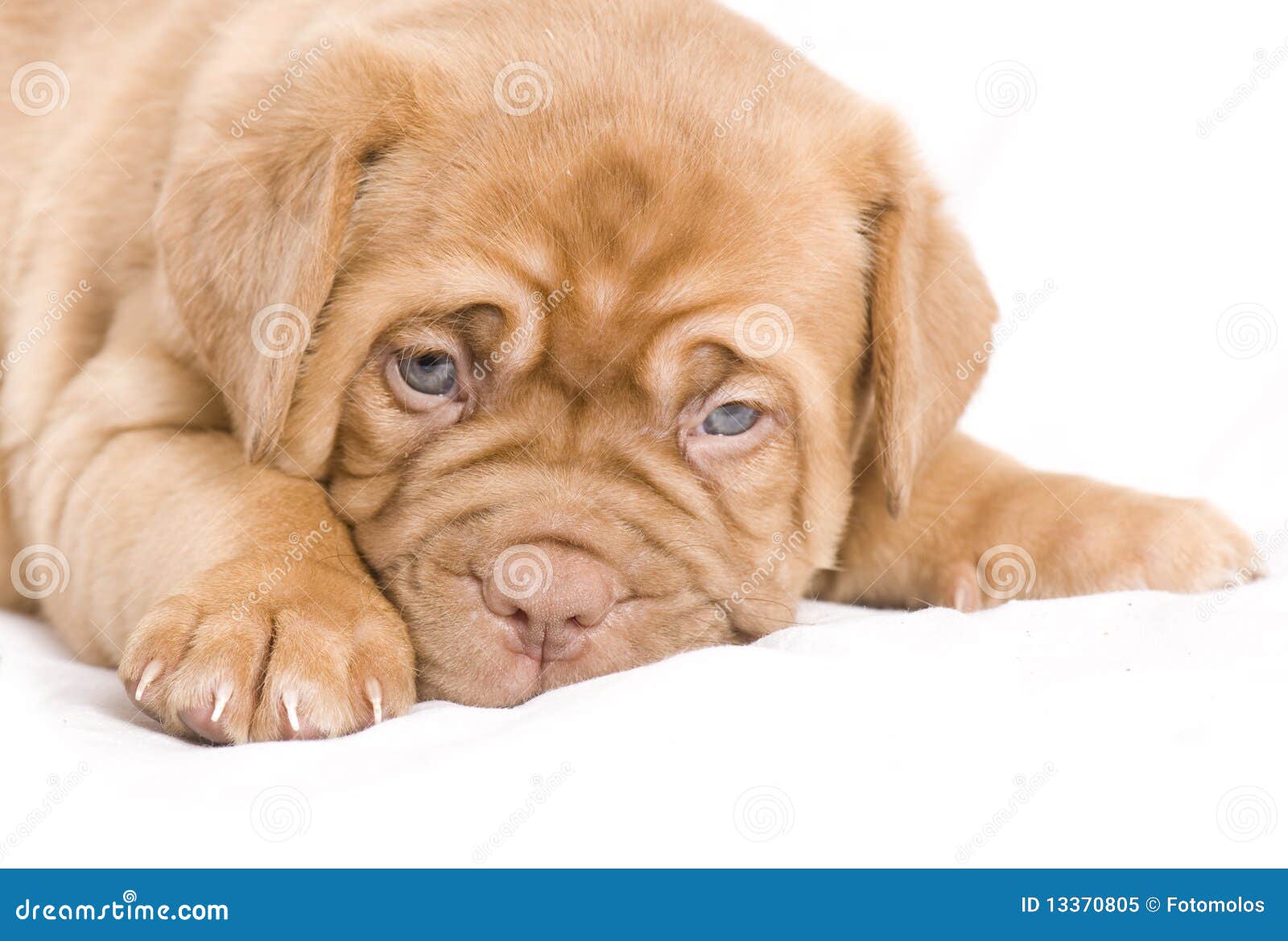 Nice Puppy stock image. Image of purebred, boxer, relax - 13370805