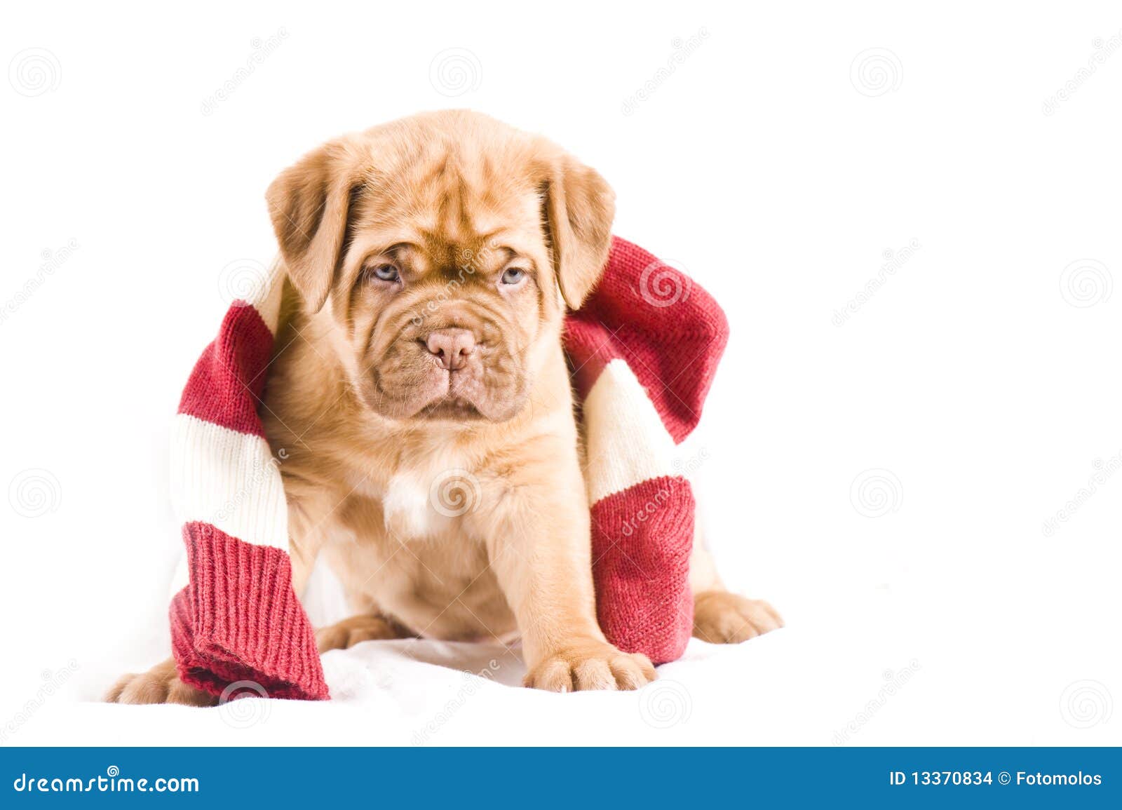 Nice Puppy stock photo. Image of lock, loyal, baby, bordeaux - 13370834