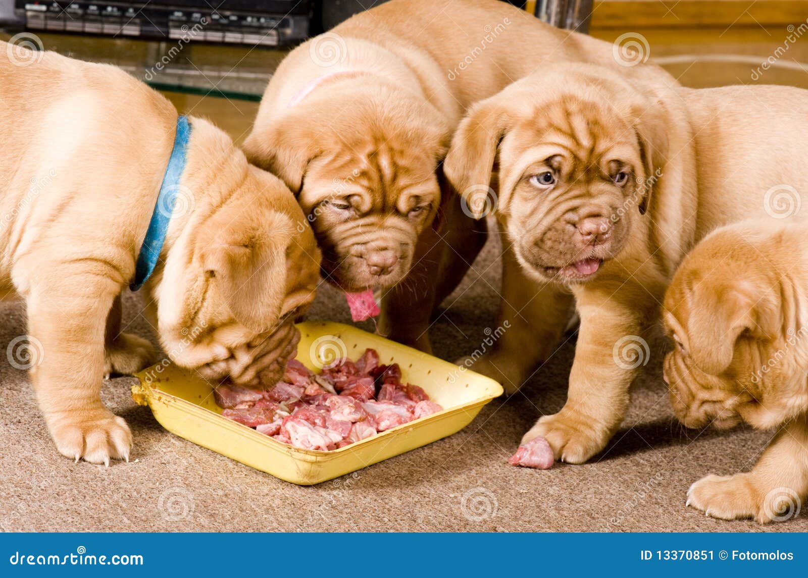 Nice Puppy stock image. Image of lock, baby, playful - 13370851