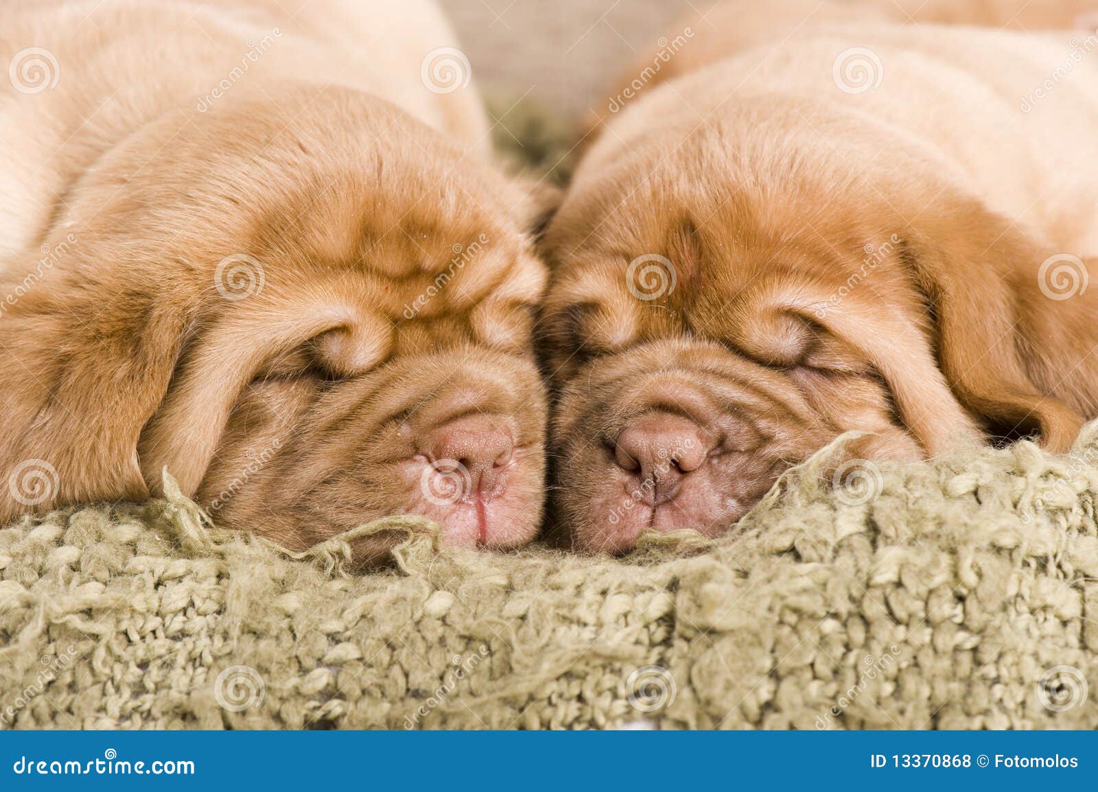 Nice Puppy stock photo. Image of baby, puppy, loyalty - 13370868