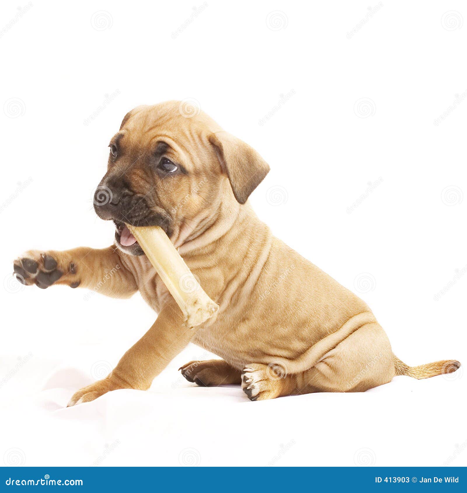 Nice puppy stock image. Image of terrier, puppy, american - 413903
