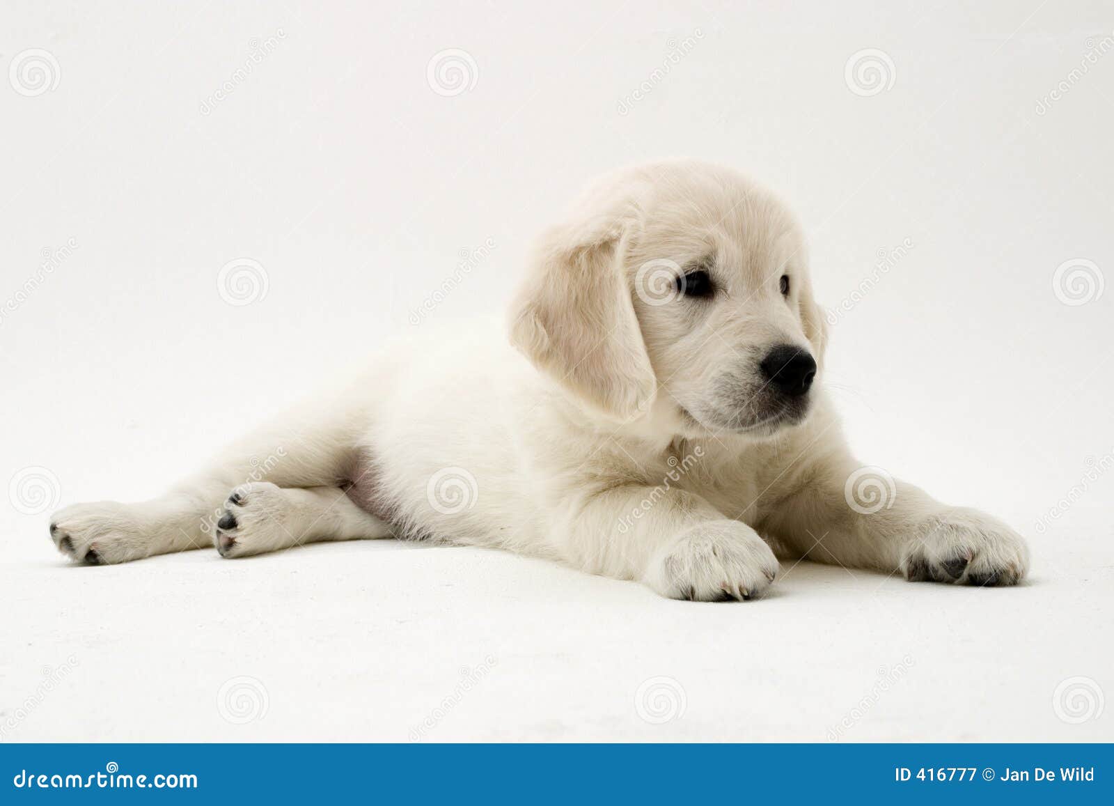Nice puppy stock image. Image of canine, mammal, purebred - 416777