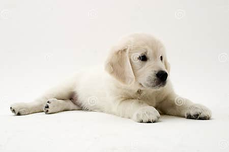 Nice puppy stock image. Image of canine, mammal, purebred - 416777
