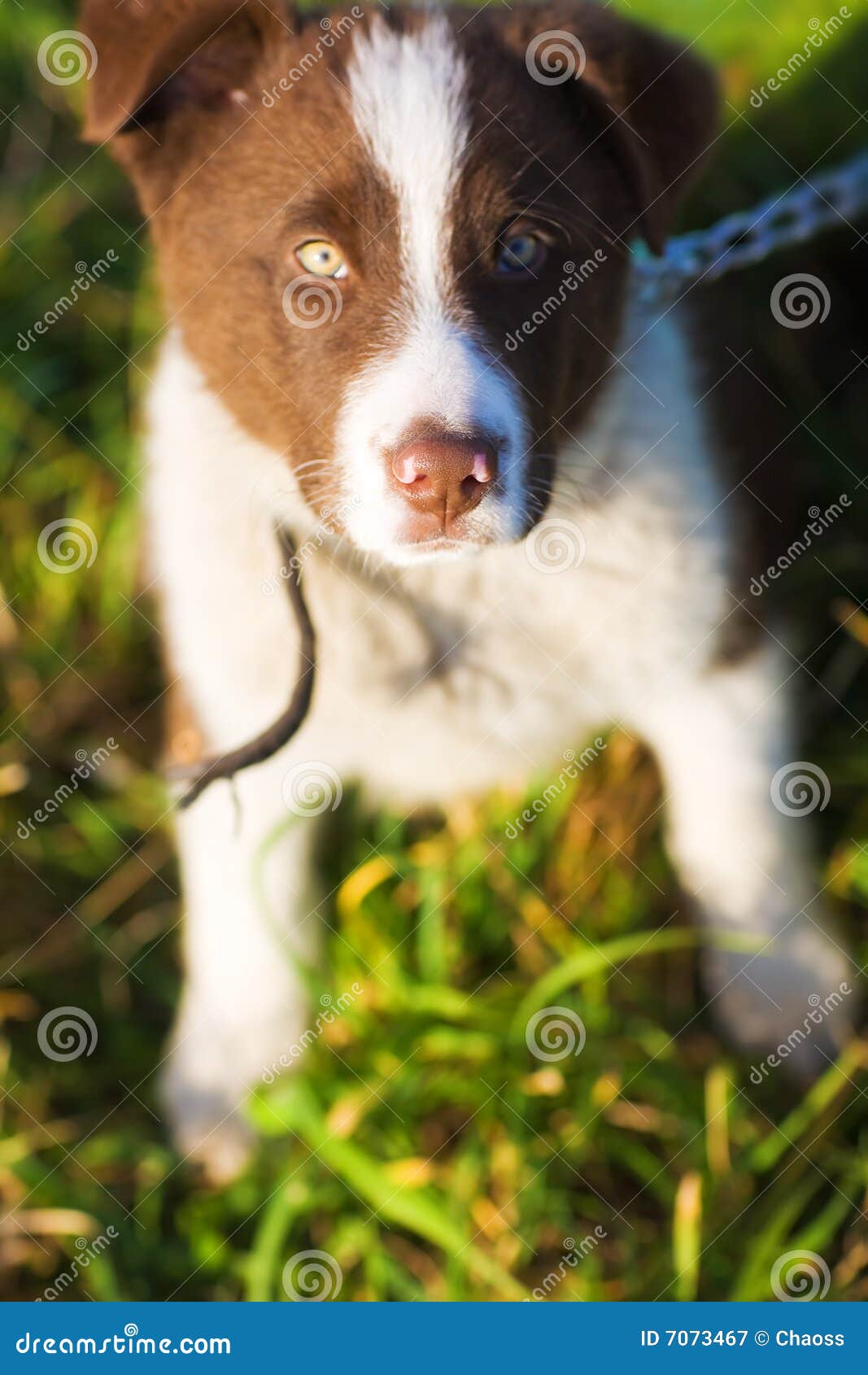 Nice puppy stock image. Image of focus, nose, playful - 7073467
