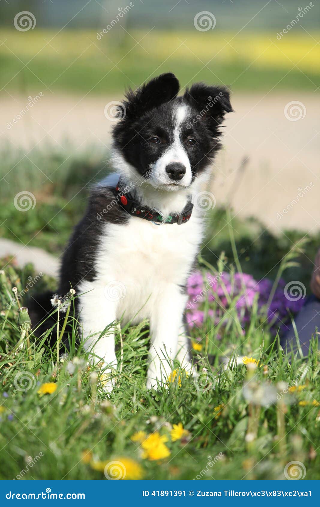 Nice Puppy of Border Collie in Flowers Stock Image - Image of ...