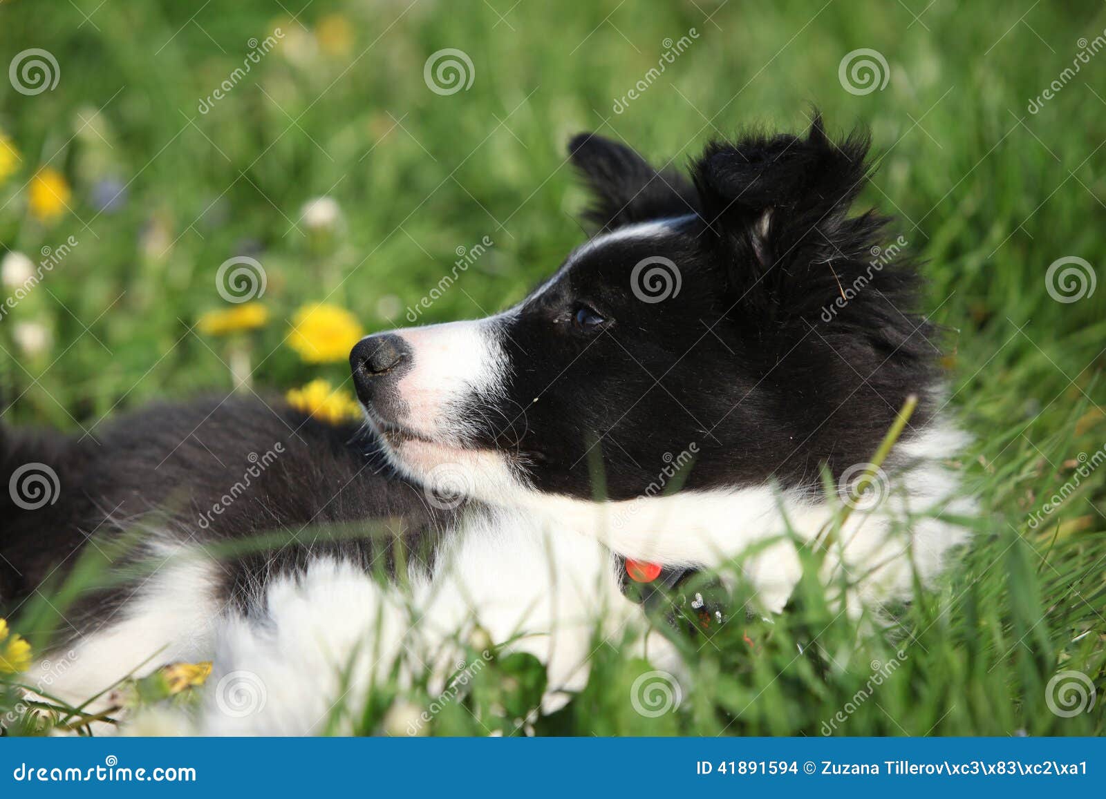Nice Puppy of Border Collie in Flowers Stock Photo - Image of pedigree ...