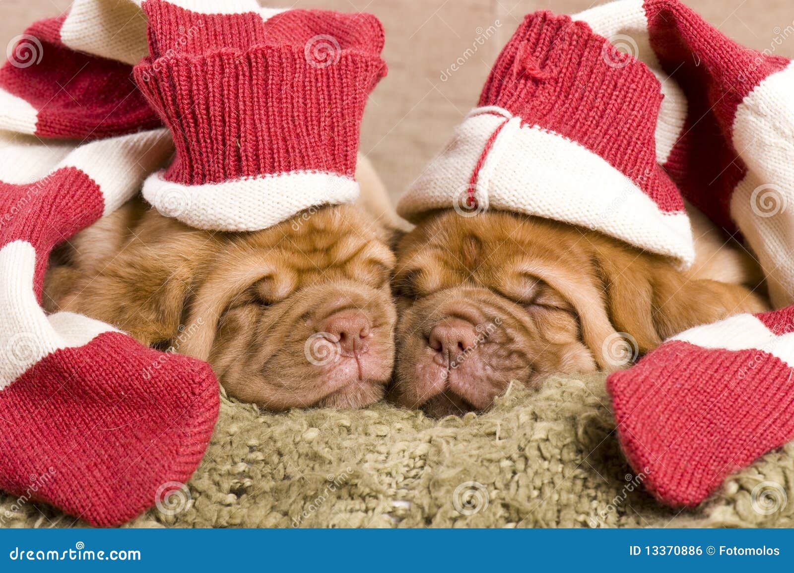 Nice Puppy Sleeping stock photo. Image of dogue, expression - 13370886