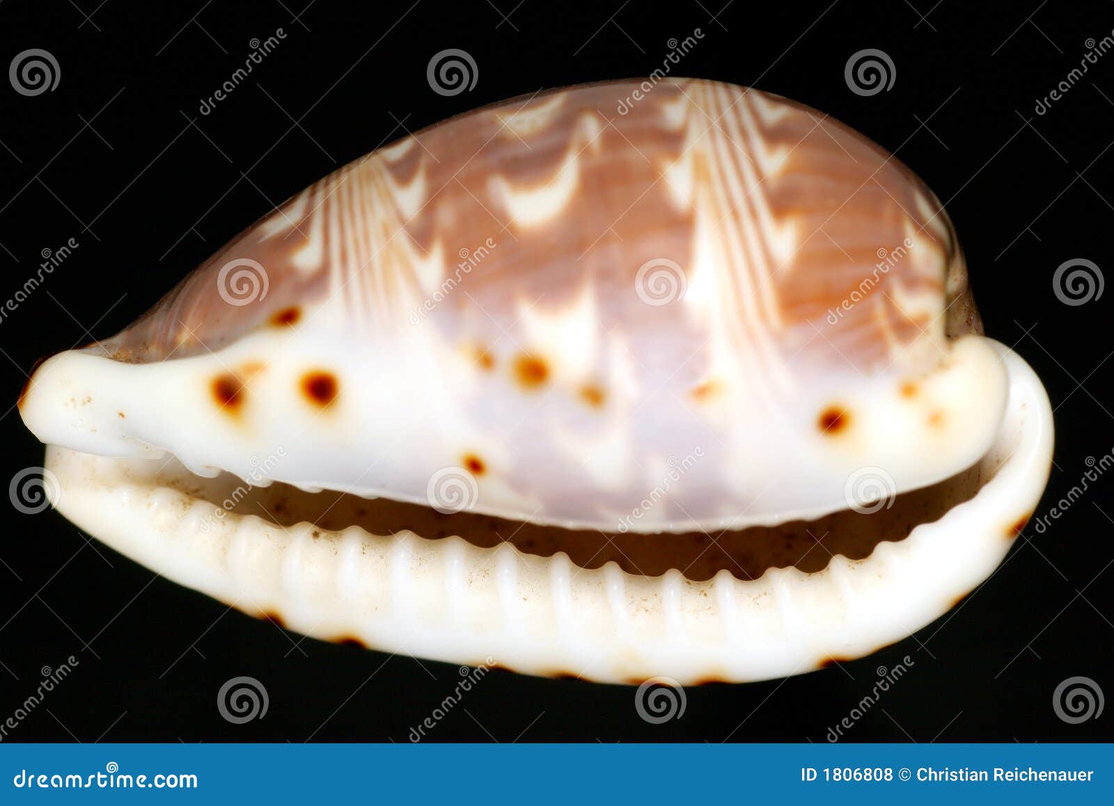 Nice Purple Snail Shell With Zigzag Lines Picture. Image: 1806808