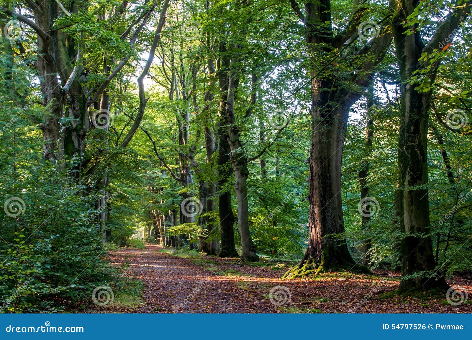 Nice Quiet Path in the Forest with Beech Trees Stock Photo - Image of ...