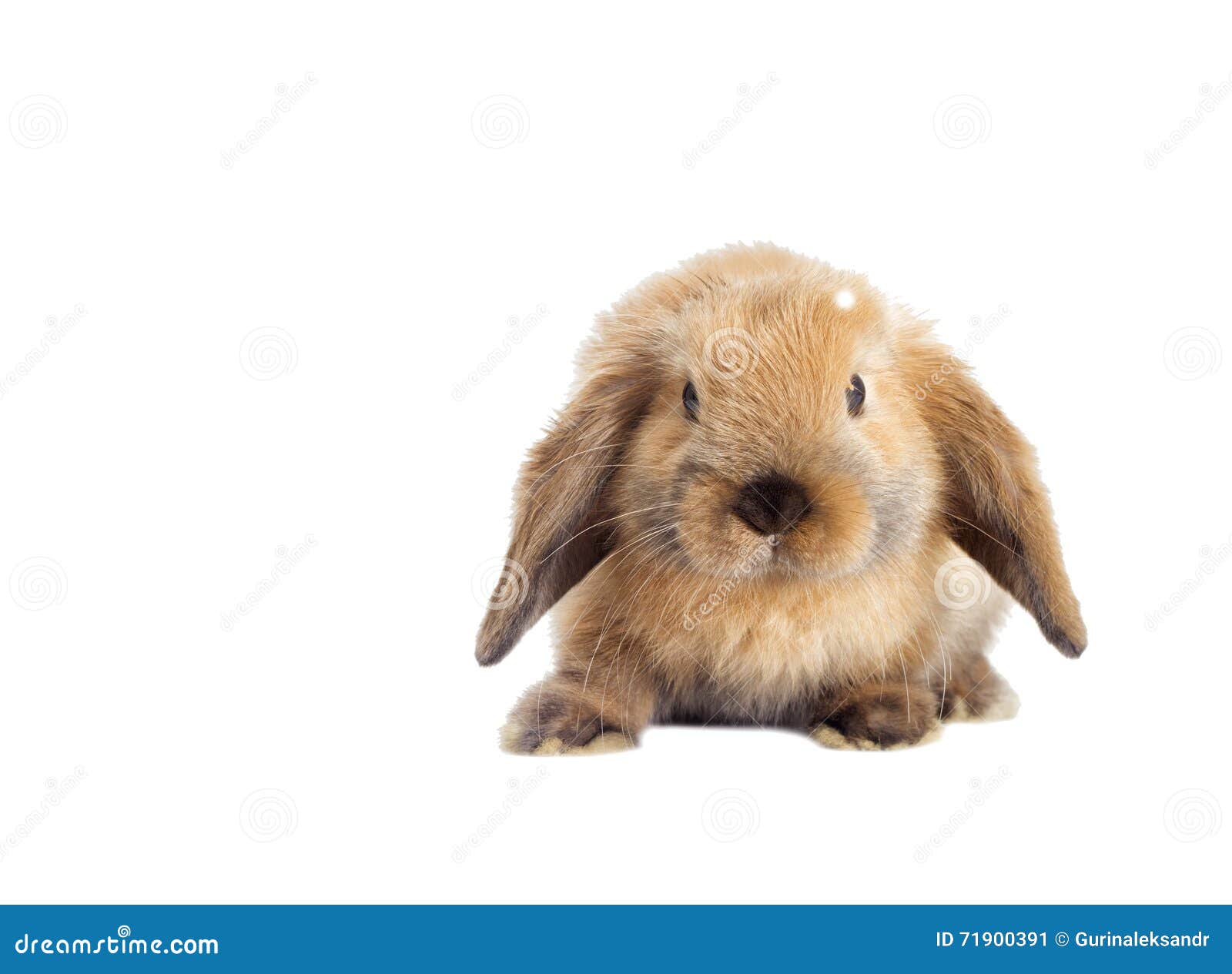 Nice Rabbit Stock Photos - Download 3,582 Royalty Free Photos