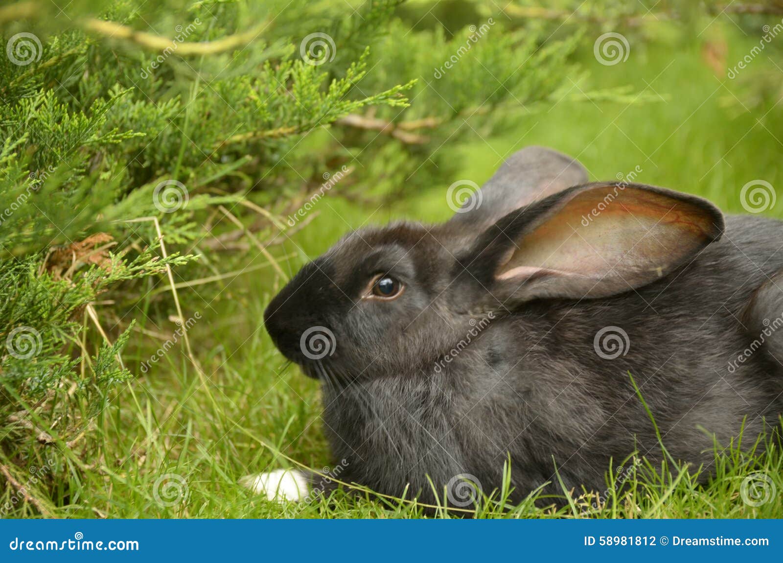 Nice rabbit stock photo. Image of wool, rabbit, safari - 58981812