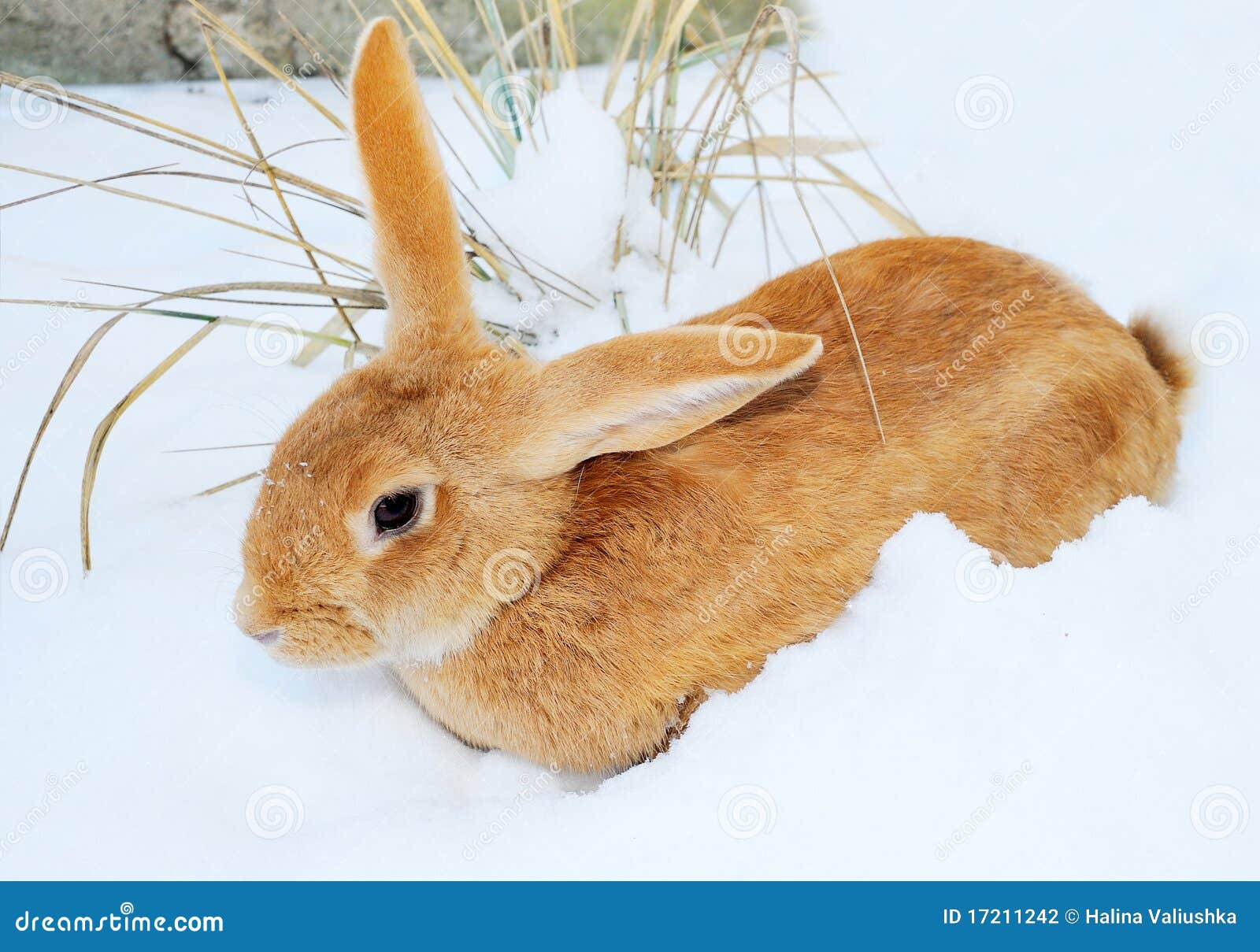 Nice rabbit on snow stock photo. Image of easter, cute - 17211242