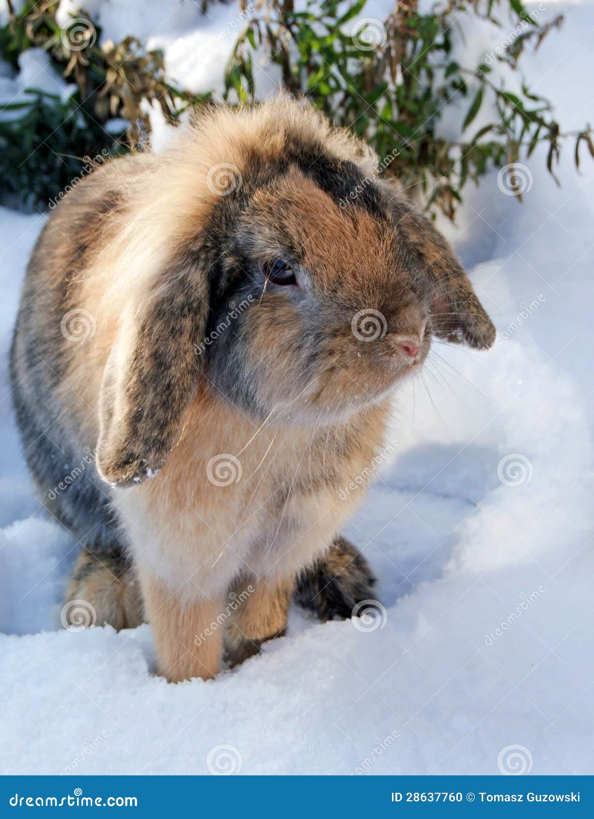 Nice rabbit on snow stock photo. Image of outdoors, bunny - 28637760