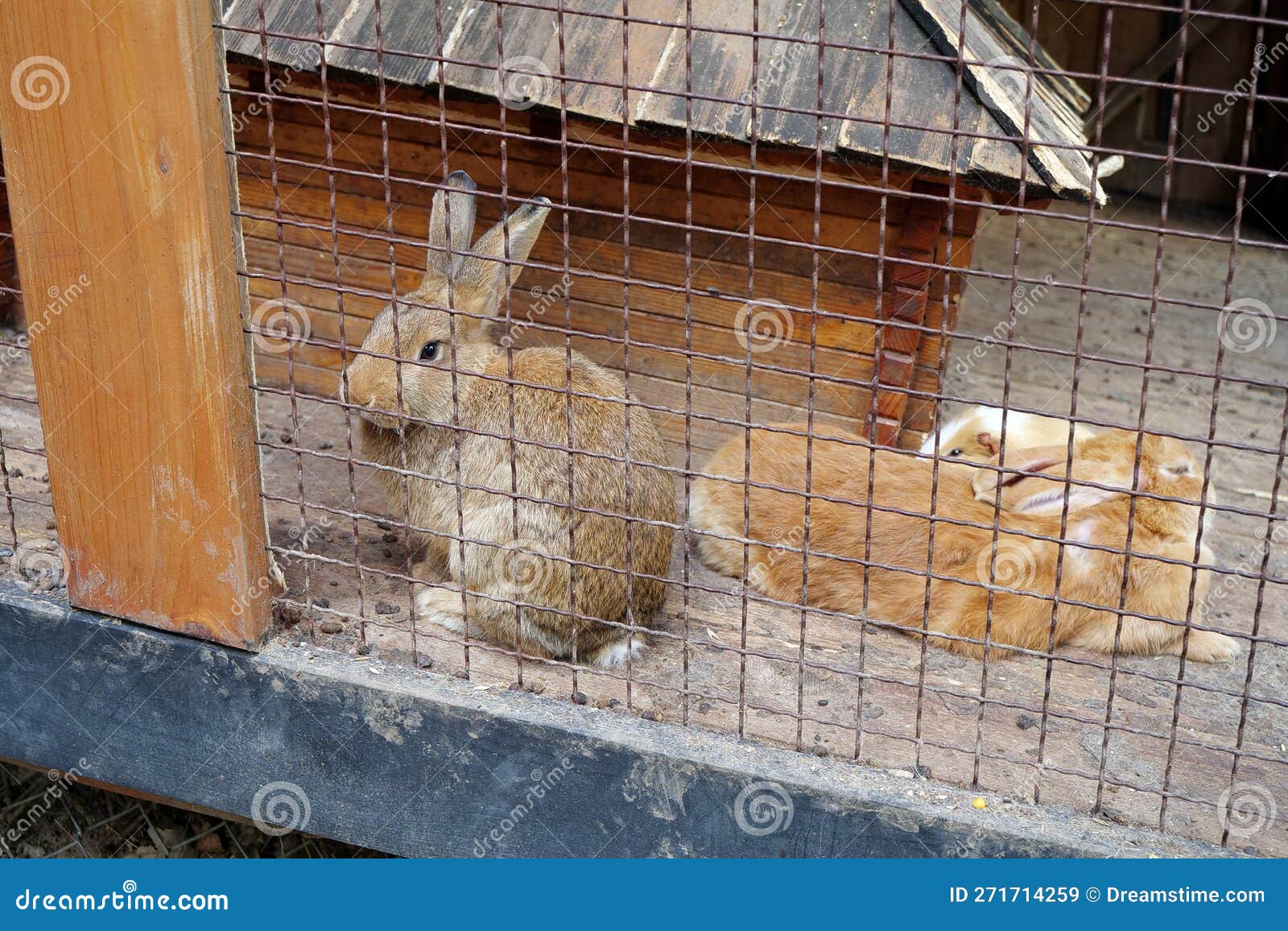Nice rabbits in the cage stock image. Image of creature - 271714259