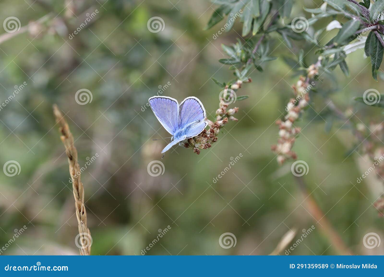 Nice Rare Blue Adonis Butterfly Stock Image - Image of chalkhill, blue ...