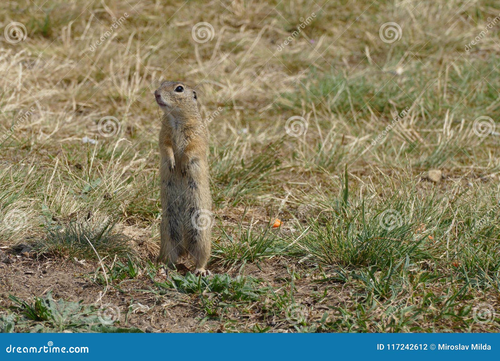 Europen suslik stock photo. Image of environment, mammal - 117242612