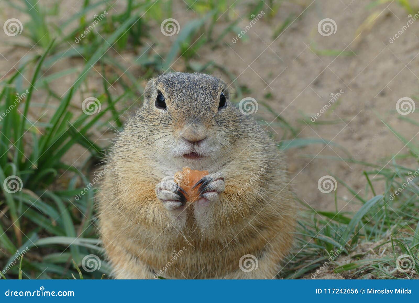 Europen suslik stock photo. Image of ground, rare, gopher - 117242656
