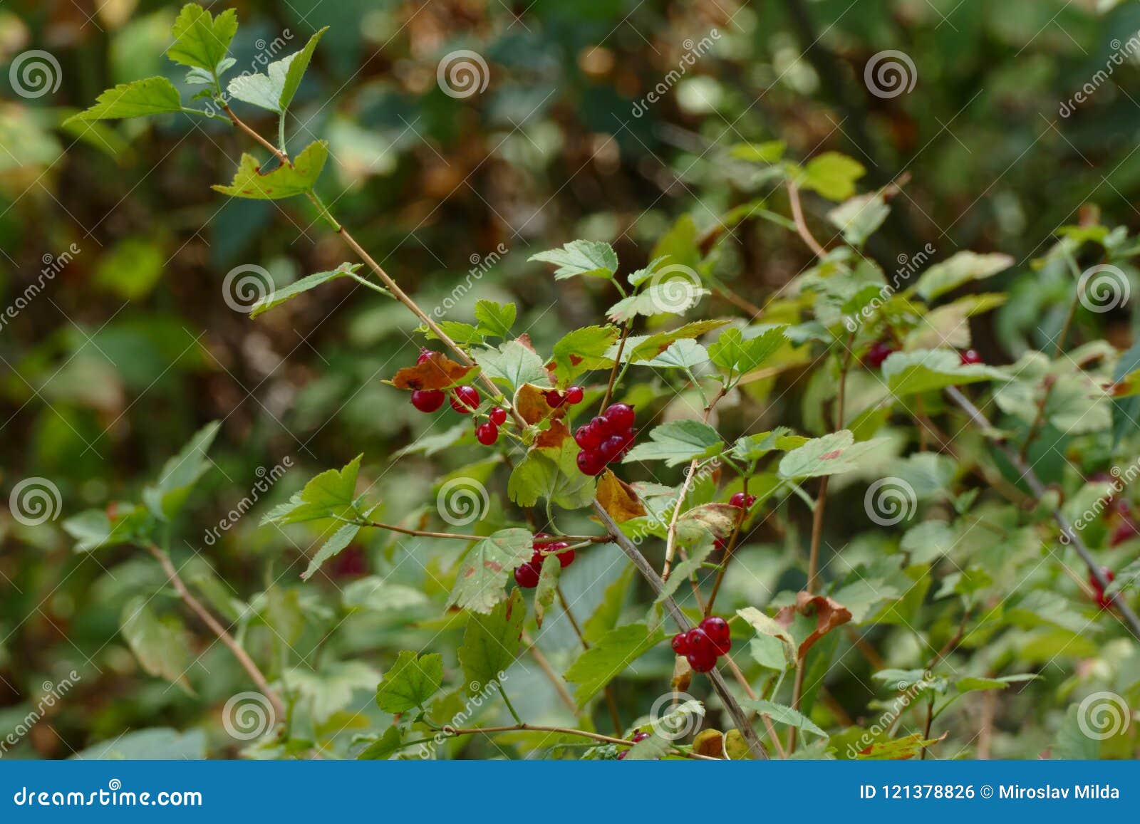 Wild currant stock photo. Image of dessert, natural - 121378826