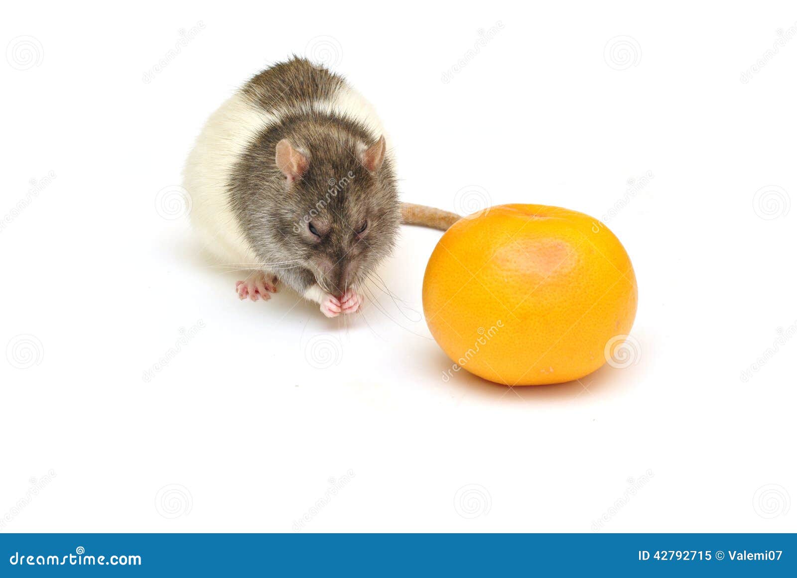 Nice rat and big orange stock image. Image of family - 42792715