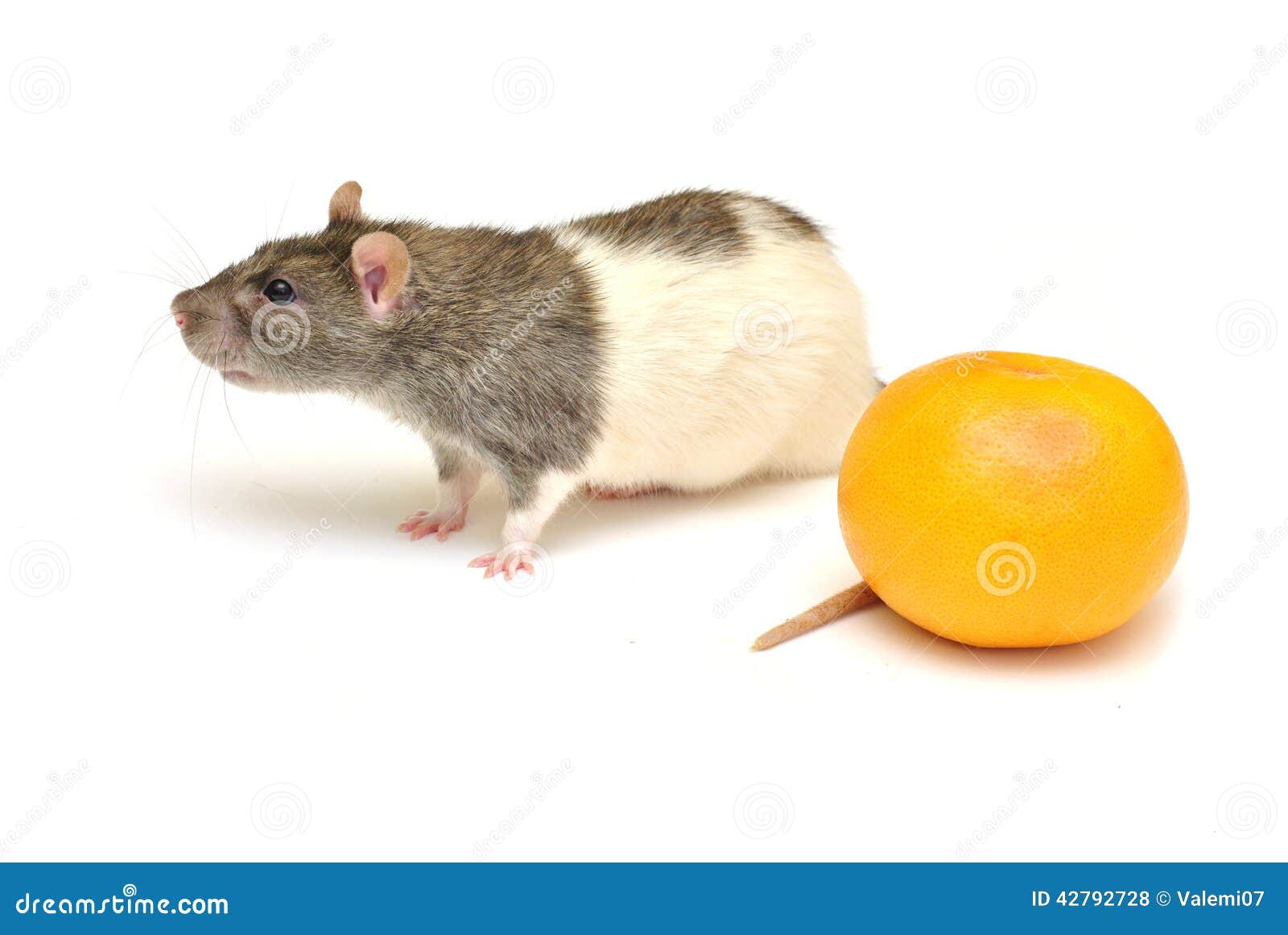 Nice rat and big orange stock photo. Image of fluffy - 42792728