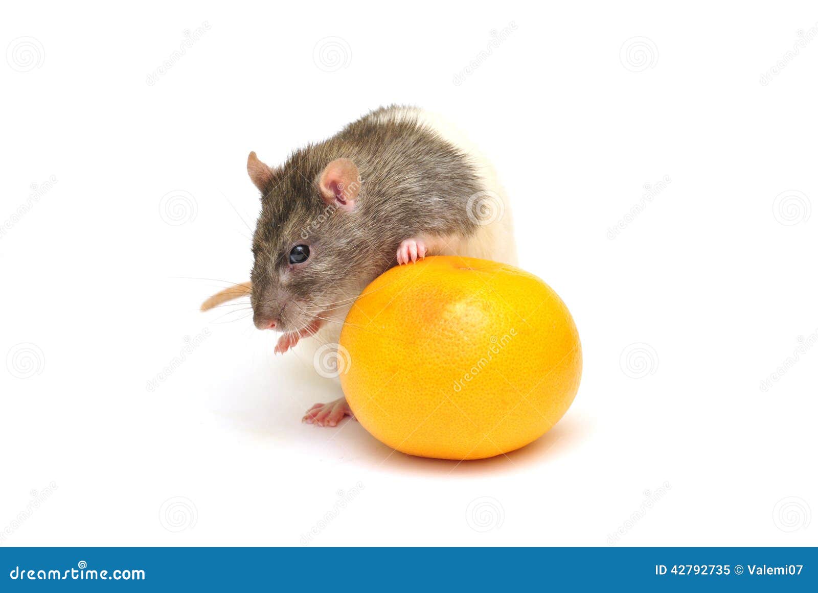 Nice rat and big orange stock image. Image of family - 42792735