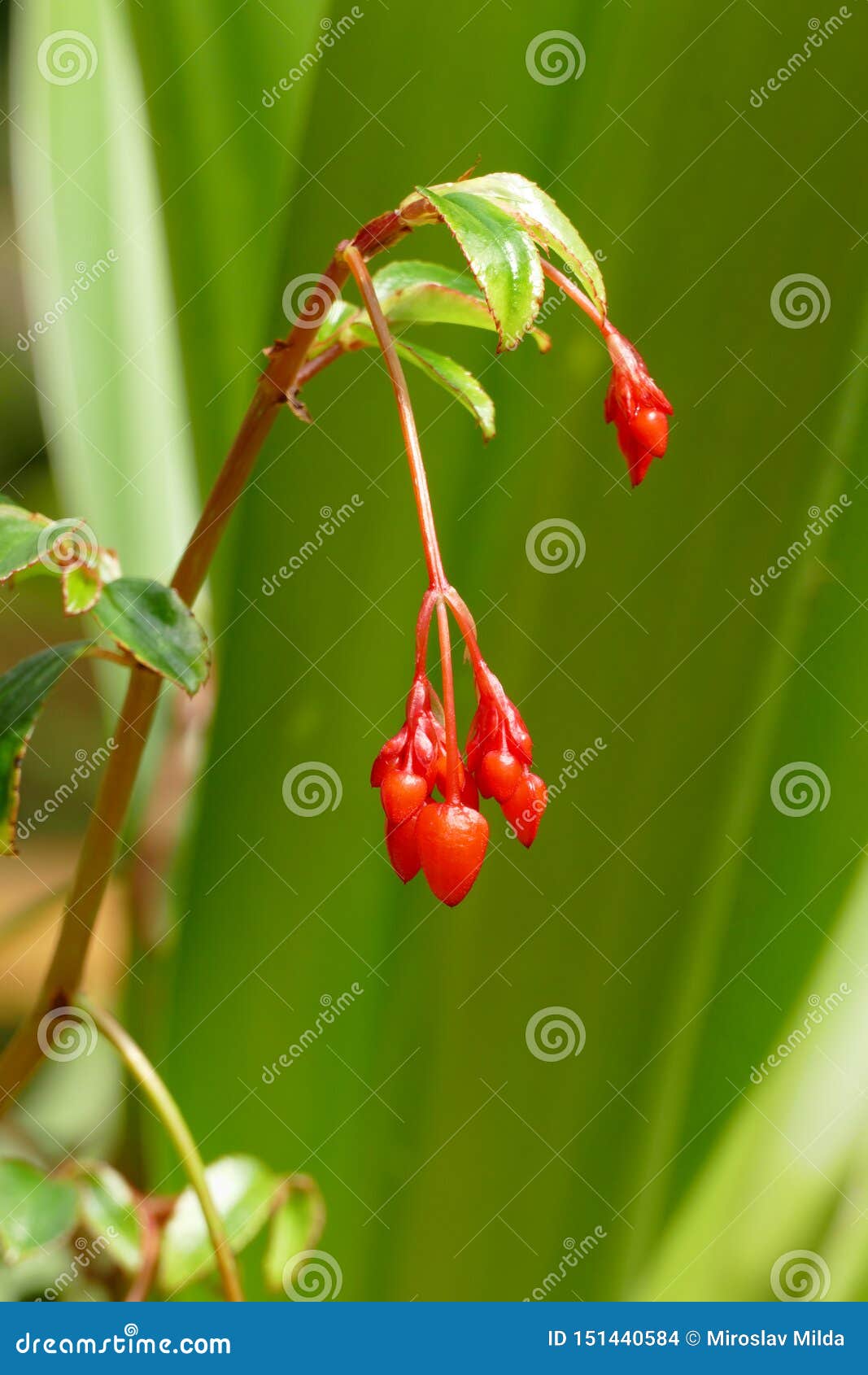 Red begonia fuchsioides stock photo. Image of berries - 151440584