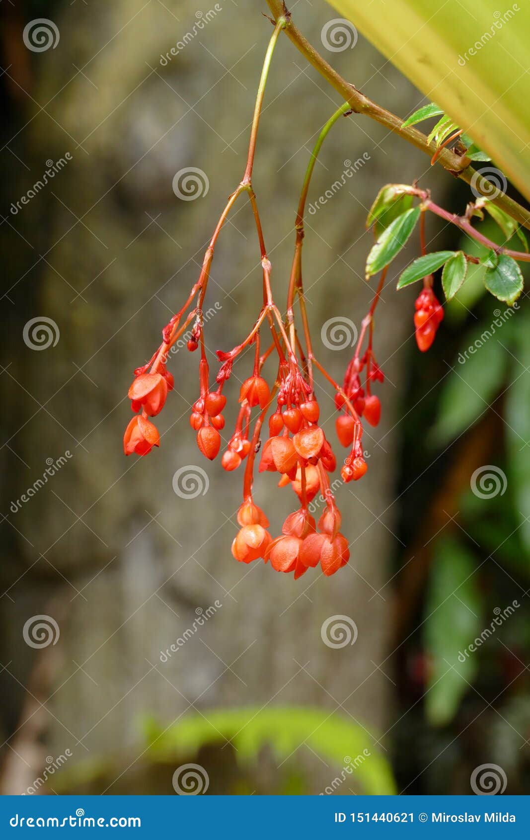 Nice Red Begonia Fuchsioides Stock Image - Image of berries, lump ...