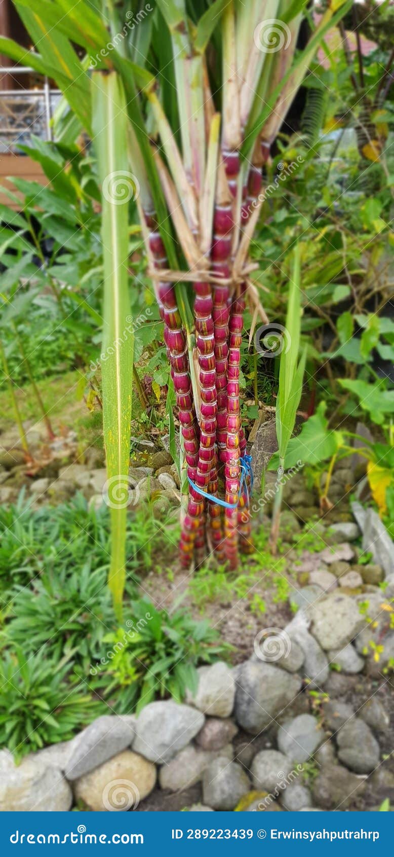 Nice Red Cane Tree in the Garden Stock Image - Image of tree, garden ...