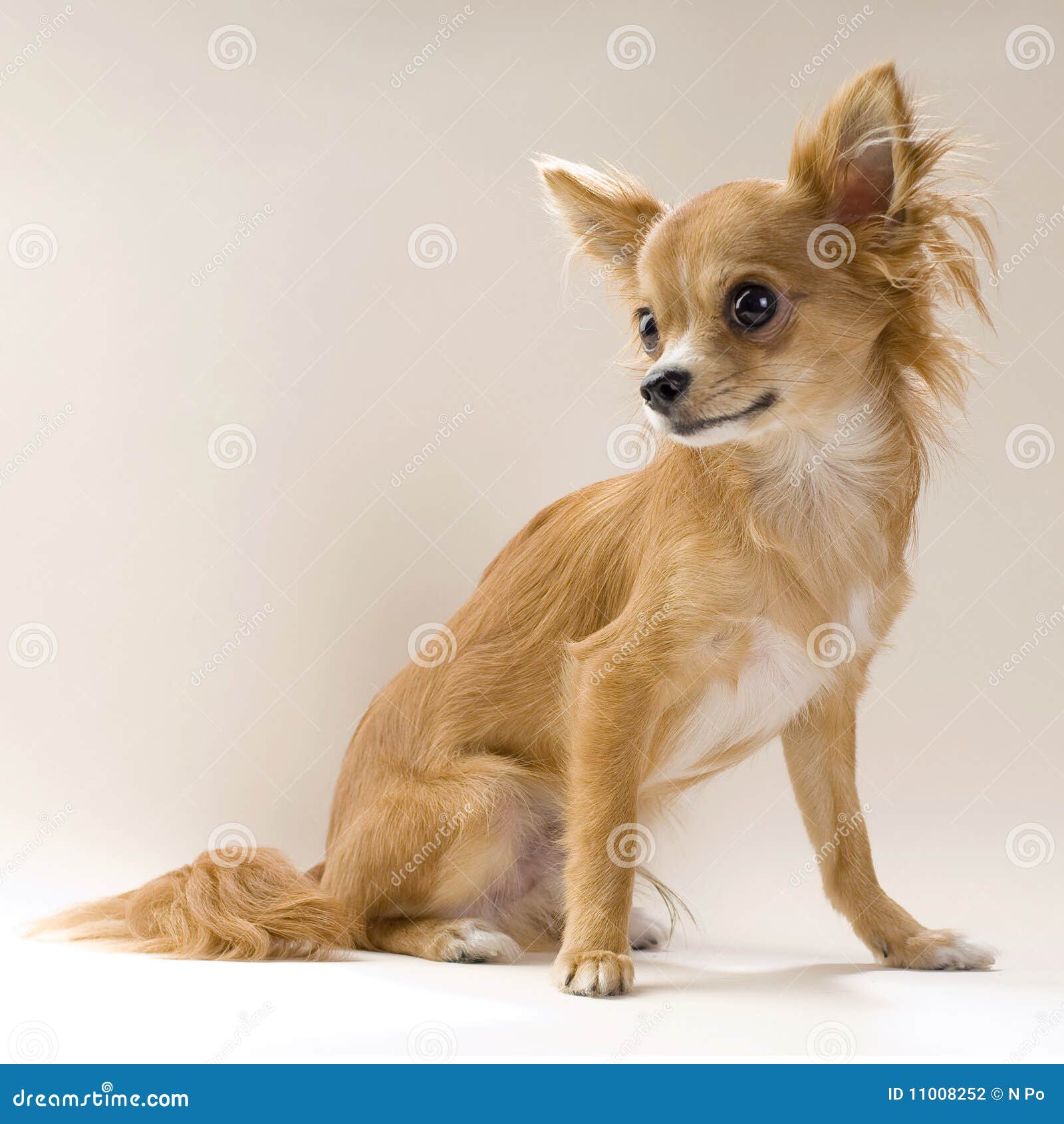 Nice Red Chihuahua Puppy Portrait Stock Photo - Image of breed ...