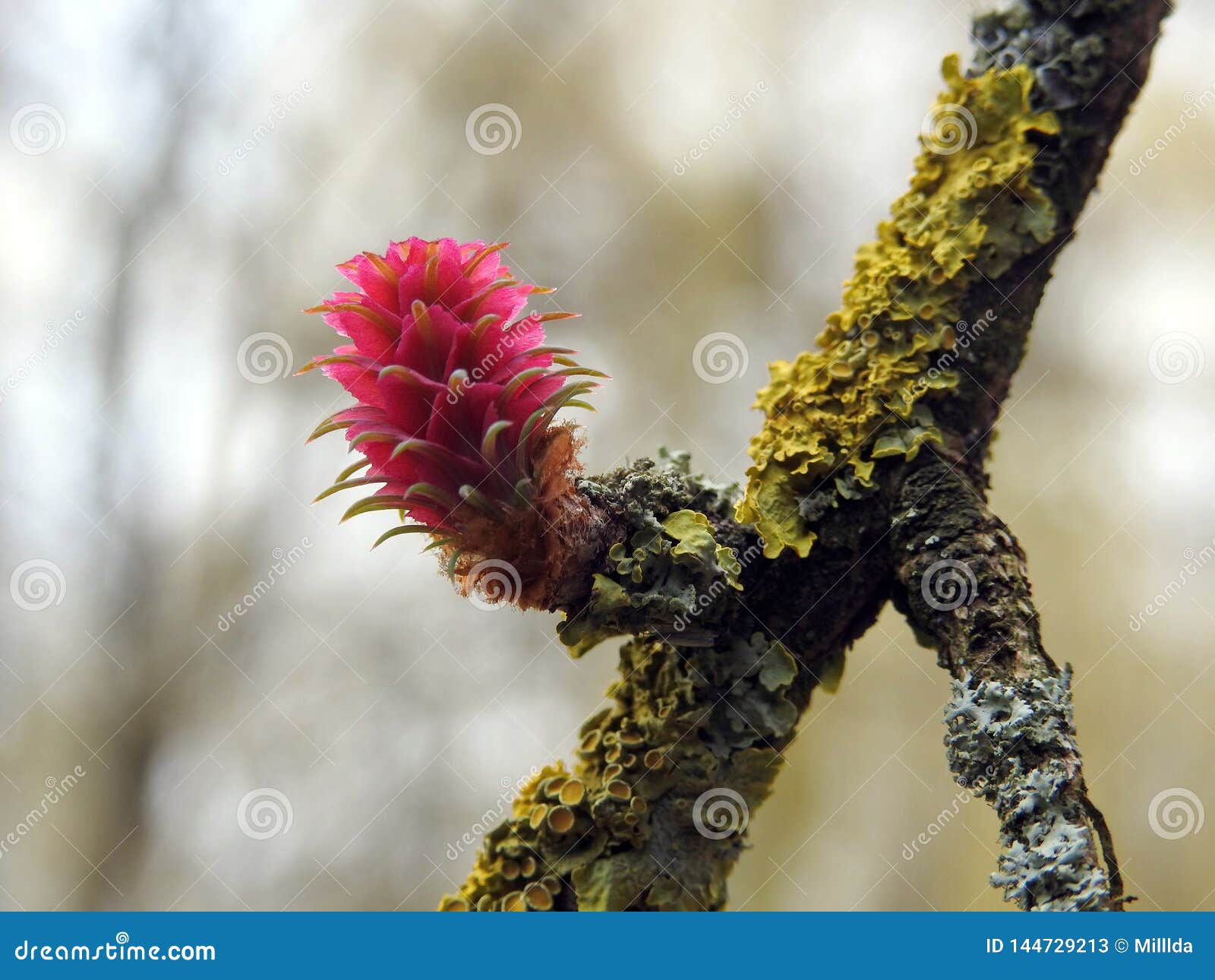 Beautiful Red Cone on Tree Branch, Lithuania Stock Image - Image of ...