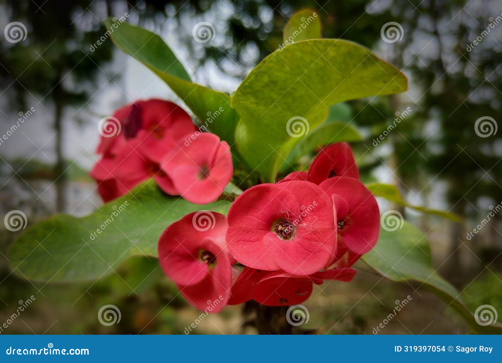 Vibrant Red Giant Crown of Thorns Majestic Beauty in Botanical Glory ...