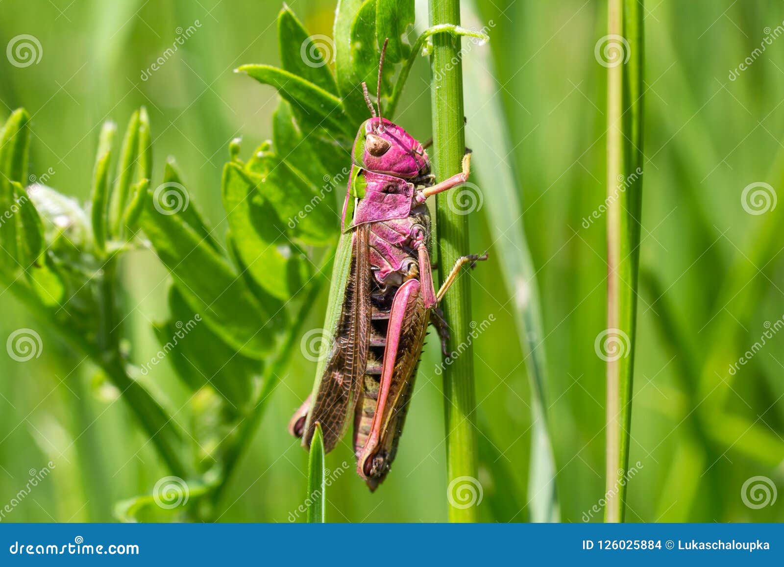 Nice Red Grasshopper In Grass, Omocestus Viridulus Stock Photo ...
