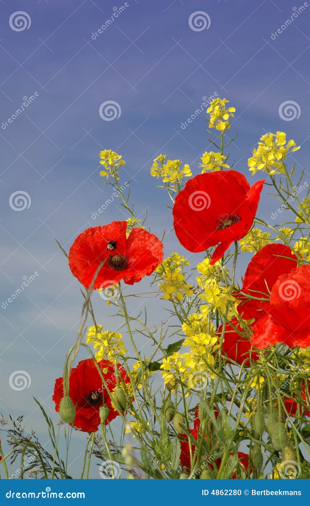 Nice red Poppies stock photo. Image of soft, bloomimg - 4862280