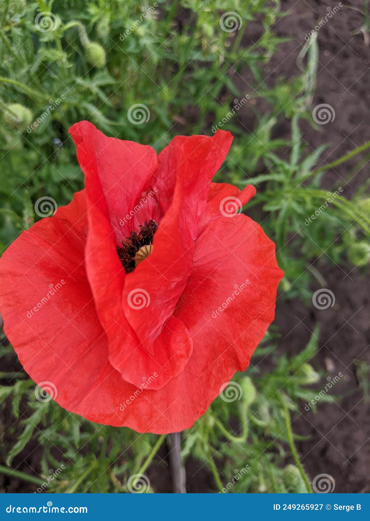 Very Nice Red Poppy in the Garden. Stock Image - Image of autumn, petal ...