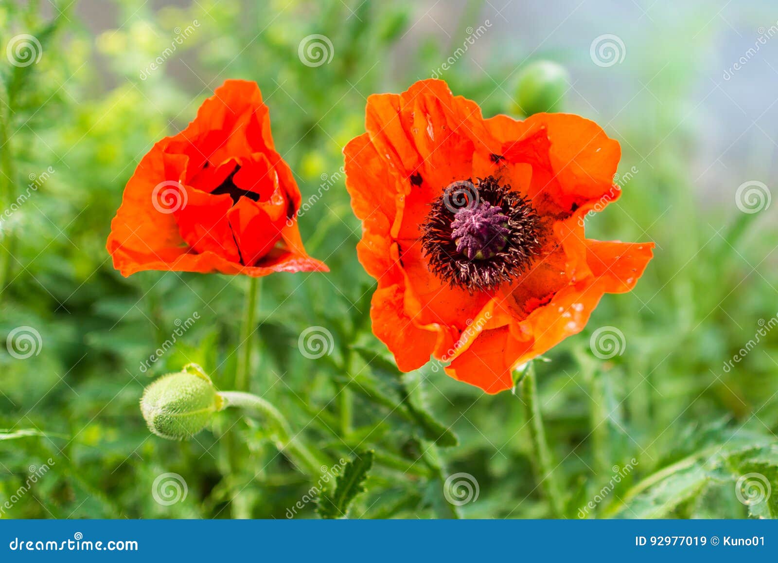 Nice red poppy in sunlight stock image. Image of impression - 92977019