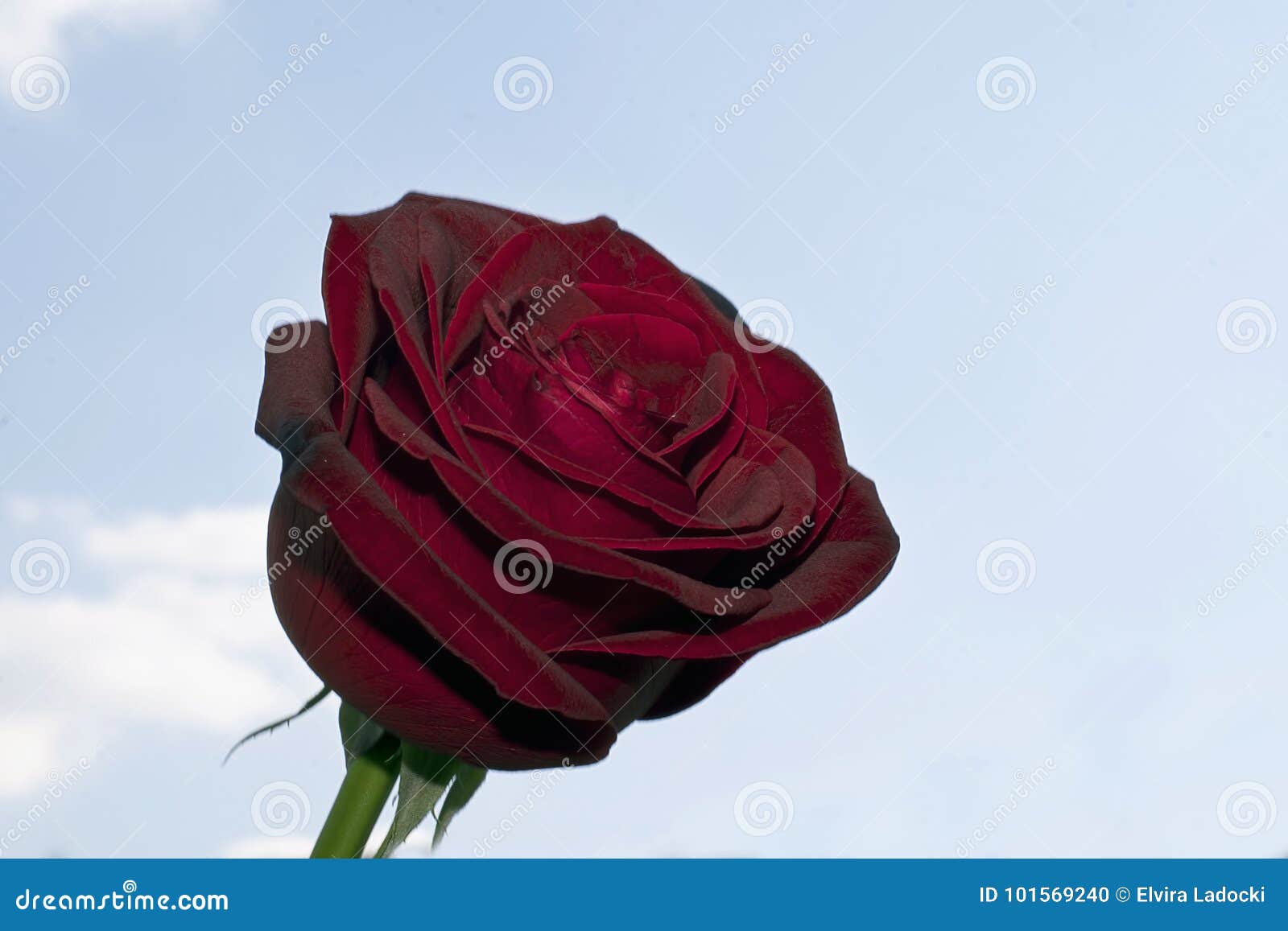 Red rose stock photo. Image of home, beauty, glowing - 101569240