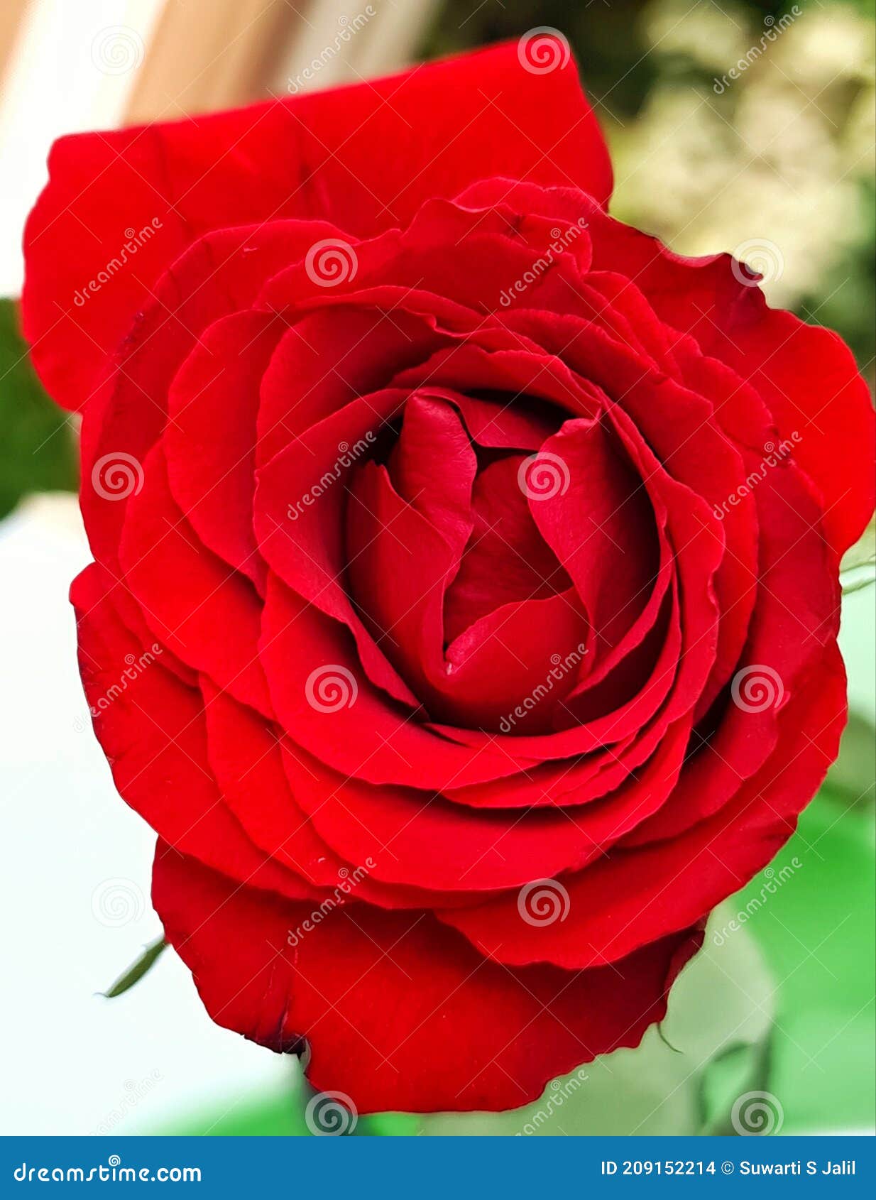 A nice red rose flower editorial stock image. Image of rose - 209152214
