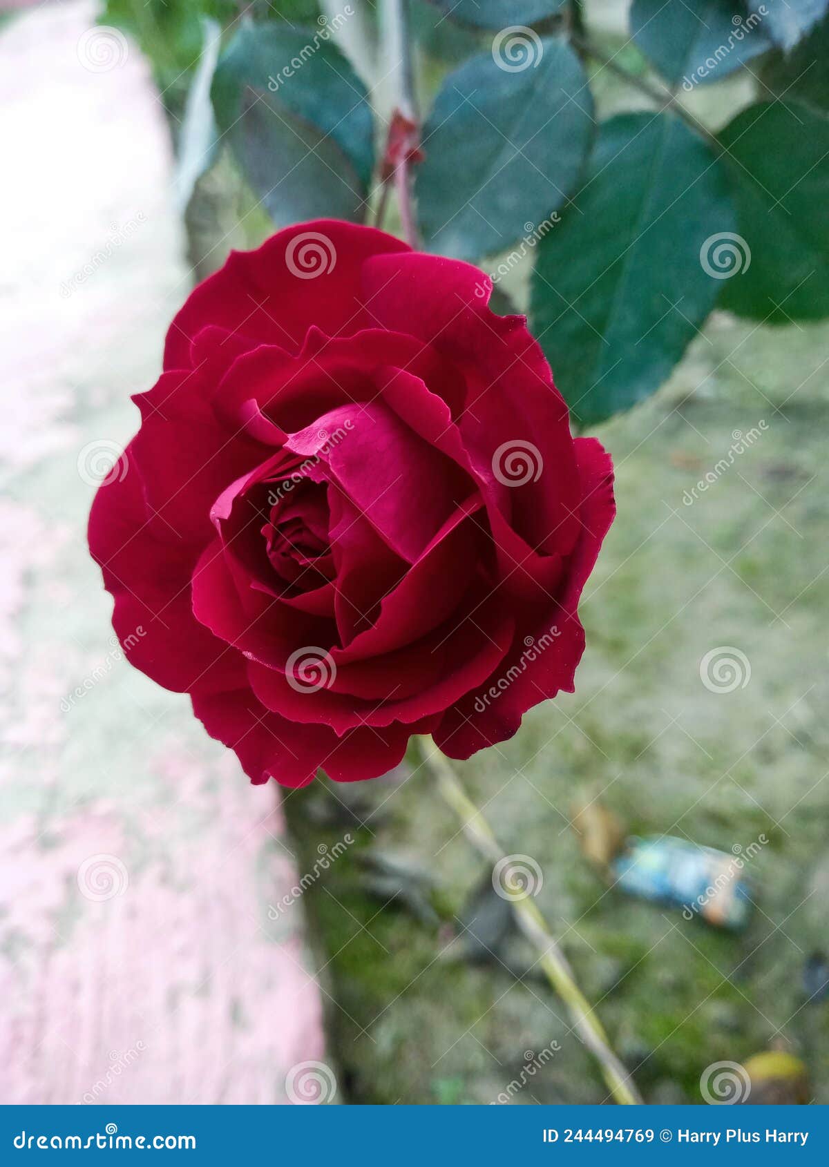 Nice Red Rose Gordon stock image. Image of extreme, evening - 244494769