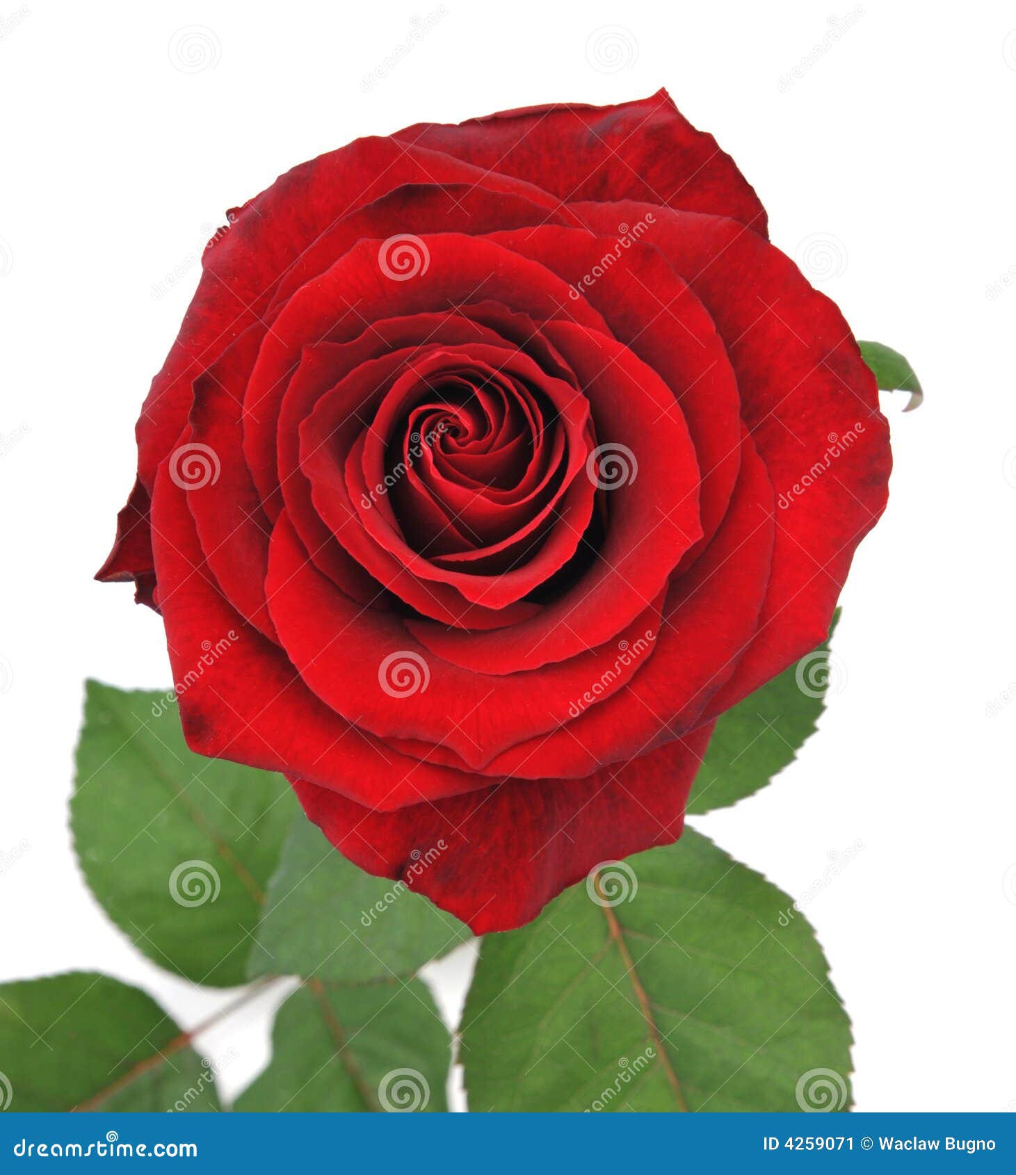 Nice Red Rose Isolated Background Stock Image - Image of page ...