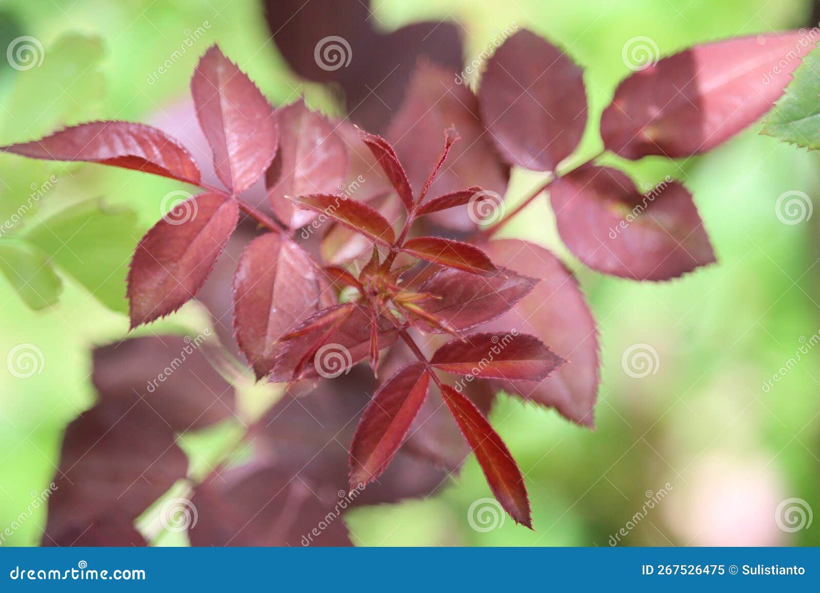 Nice Red Rose Leaves for Background Stock Image - Image of nice ...