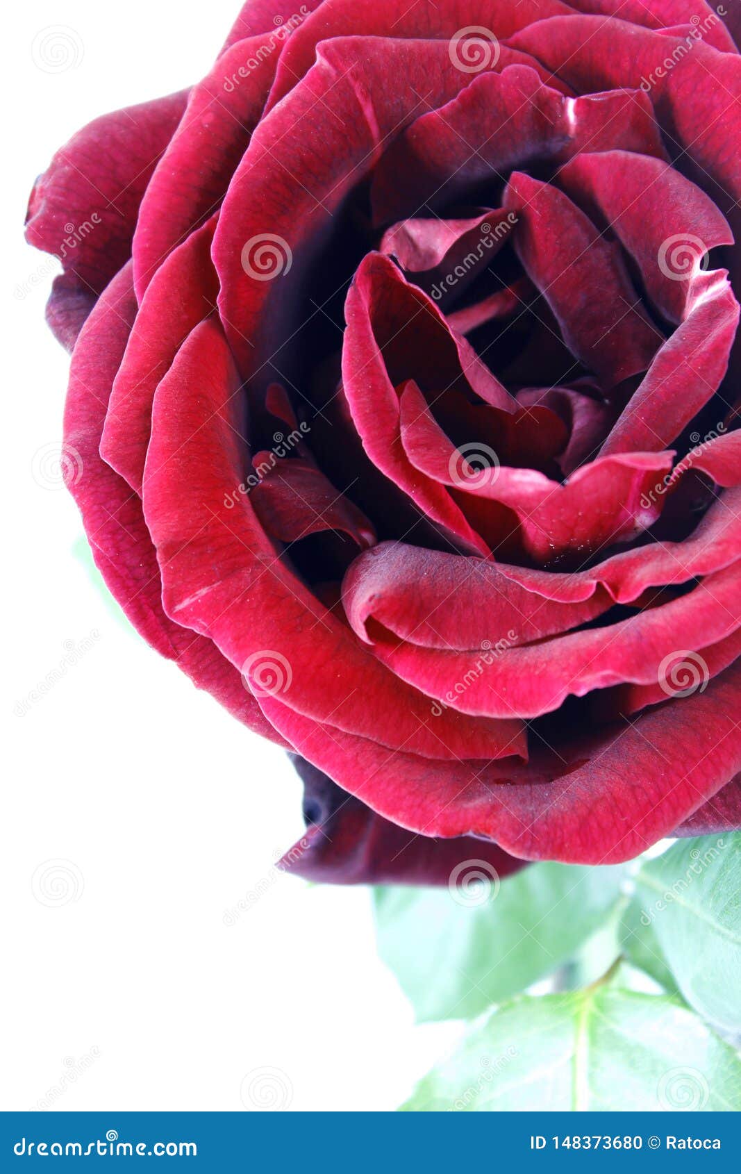 Nice red rose photo stock photo. Image of petals, love - 148373680